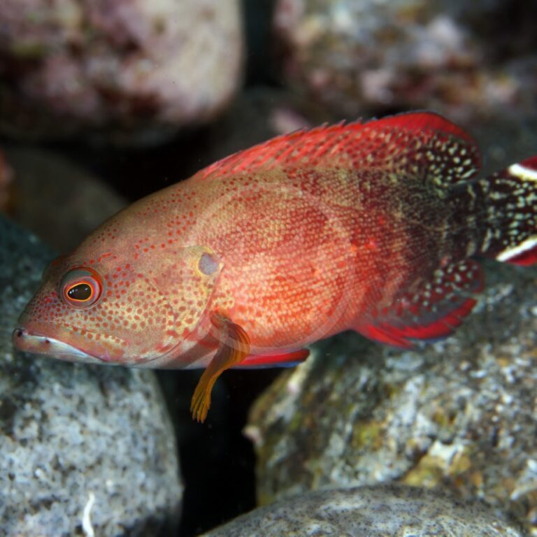 HOGFISH - PEPPERMINT CANDYCANE Bodianus sepiacaudus - Aquatics Unlimited