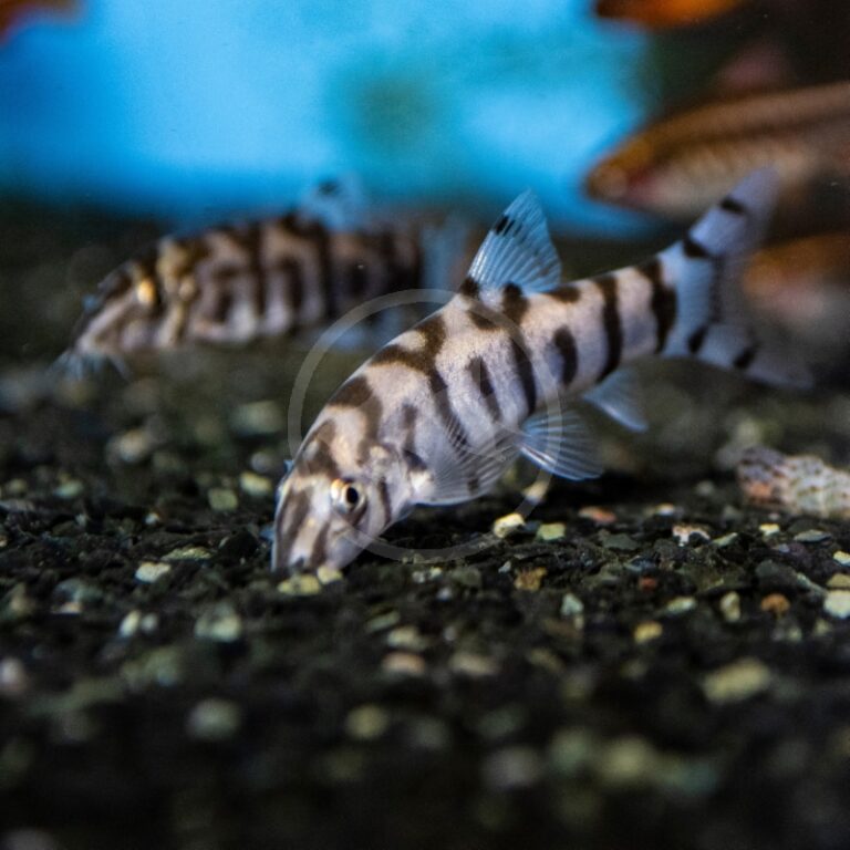 LOACH - BOTIA LOCHATA / YOYO Botia almorhae - Aquatics Unlimited