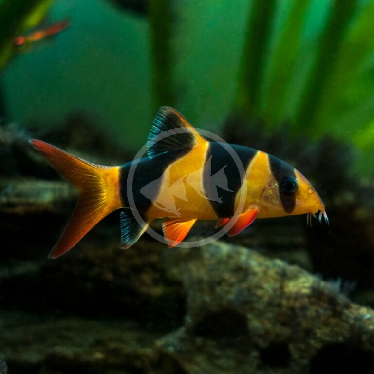 LOACH - CLOWN Chromobotia macracanthus - Aquatics Unlimited