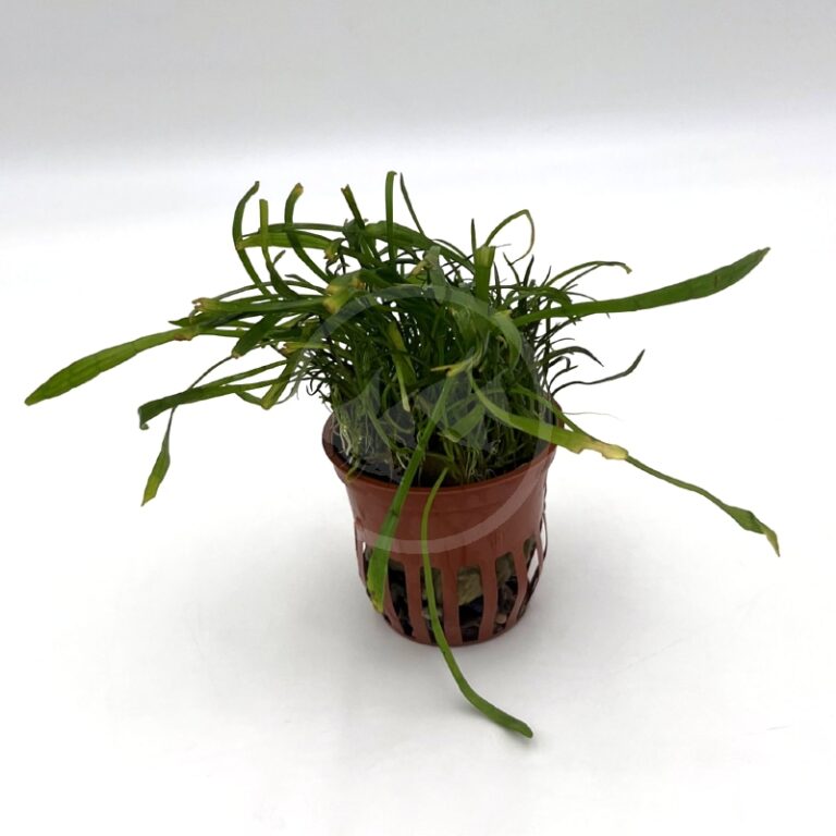 MISC BEG - MICRO SWORD Lilaeopsis novaezelandiae - Aquatics Unlimited