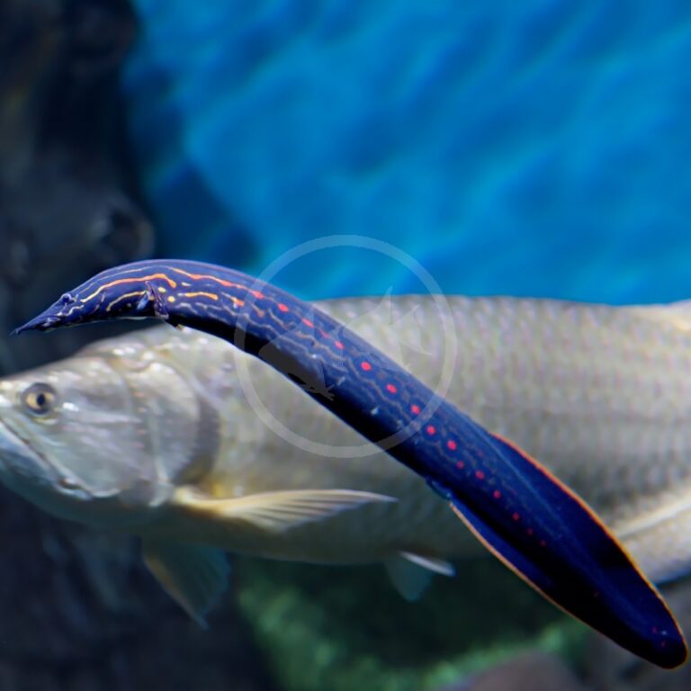 MISC - EEL SPINY FIRE Mastacembelus erythrotaenia - Aquatics Unlimited