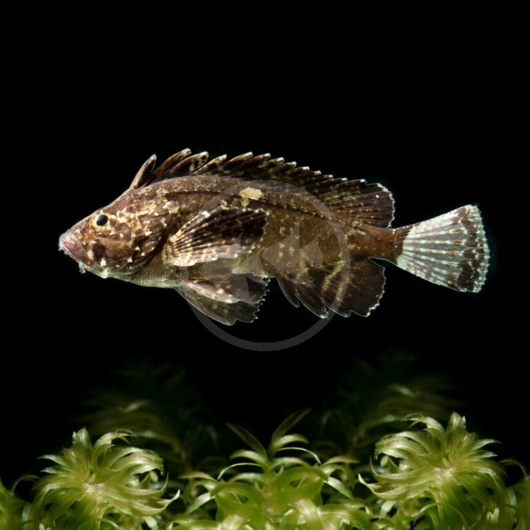 BRACKISH - GOBY BUTTERFLY / LEAF GOBLINFISH Neovespicula depressifrons ...