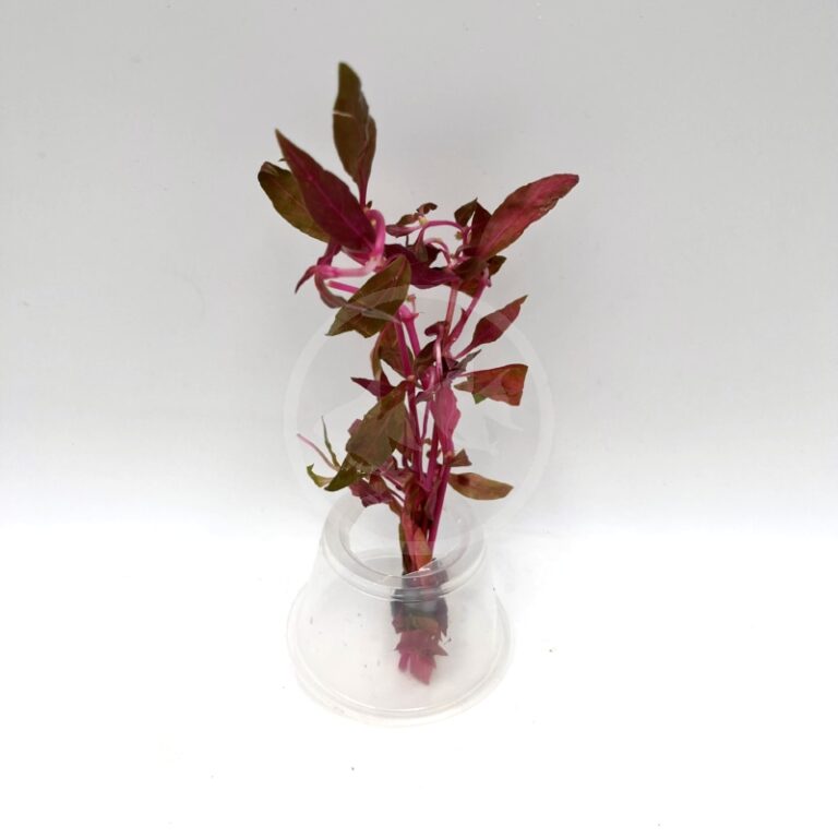 MISC ADV - SCARLET TEMPLE Alternanthera reineckii - Aquatics Unlimited