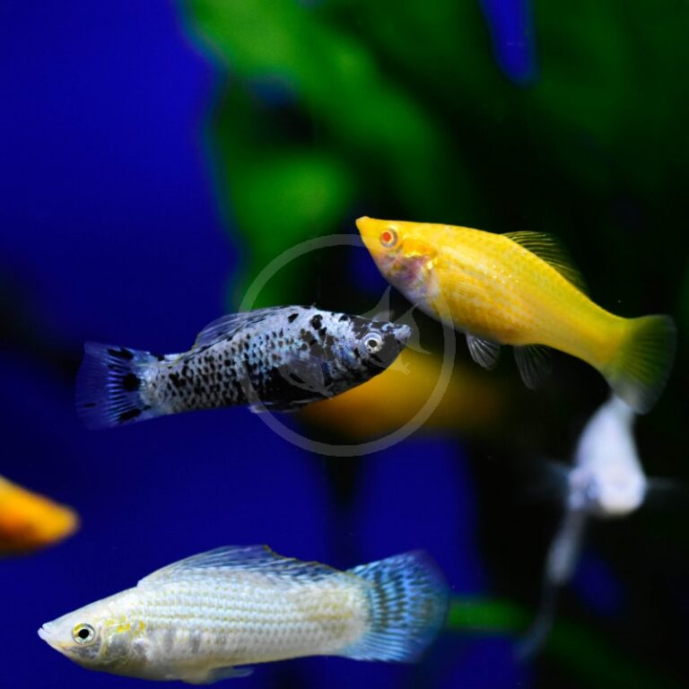 MISC - SW MOLLY ASSORTED Poecilia sphenops - Aquatics Unlimited