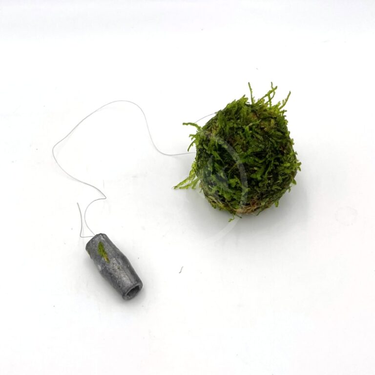 MOSS - FLOATING BALL CHRISTMAS MOSS Vesicularia sp. - Aquatics Unlimited