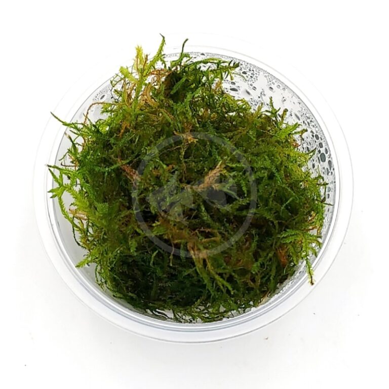 MOSS - PEACOCK CUP Taxiphyllum sp. “Peacock” - Aquatics Unlimited