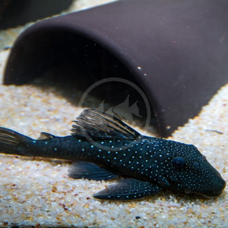 PLECOSTOMUS - BLUE PHANTOM L128 Hemiancistrus sp. - Aquatics Unlimited