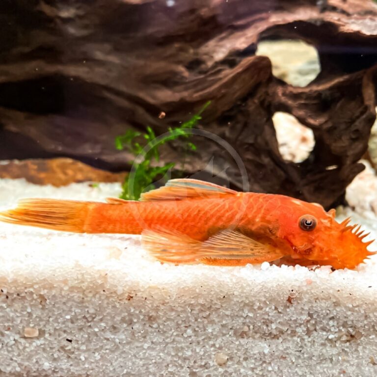 PLECOSTOMUS - BRISTLENOSE SUPER RED Ancistrus sp. - Aquatics Unlimited