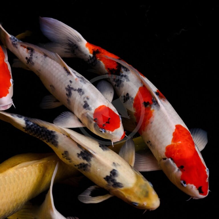 POND FISH - KOI STANDARD ELITE Cyprinus rubrofuscus var. "koi" - Aquatics Unlimited