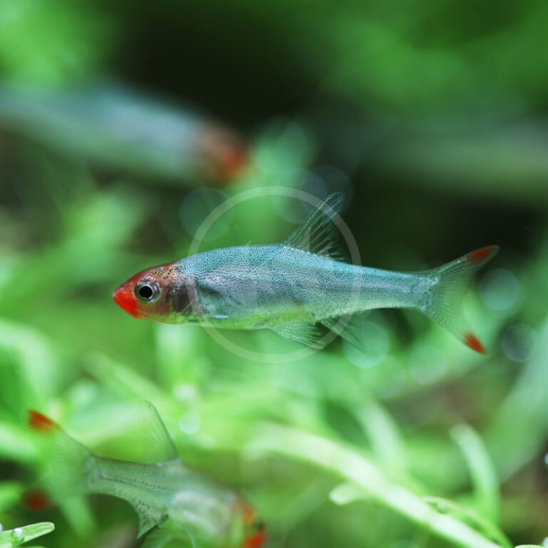 RASBORA - ESPEI / LAMBCHOP Trigonostigma espei - Aquatics Unlimited