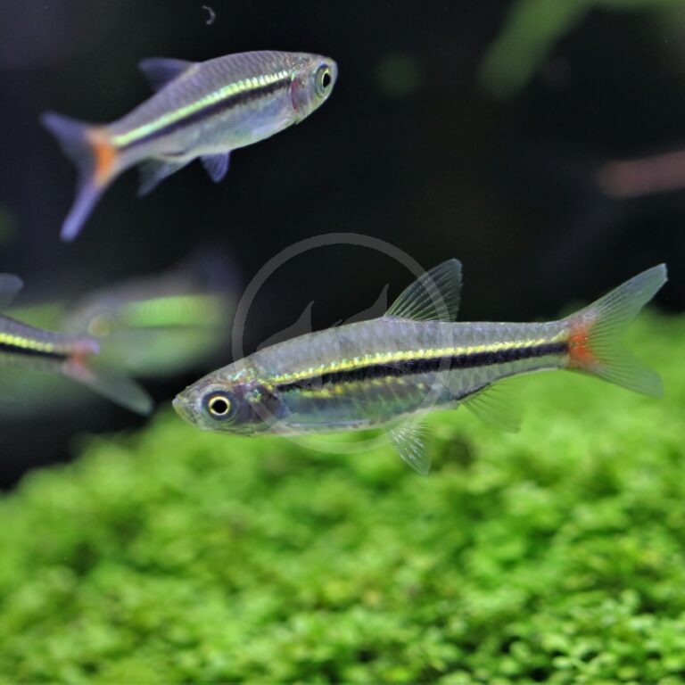 RASBORA - BRILLIANT / BLACKLINE / RED-TAILED Rasbora borapetensis ...