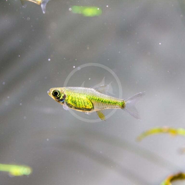 RASBORA - GREEN NEON / KUBOTAI Microdevario kubotai - Aquatics Unlimited