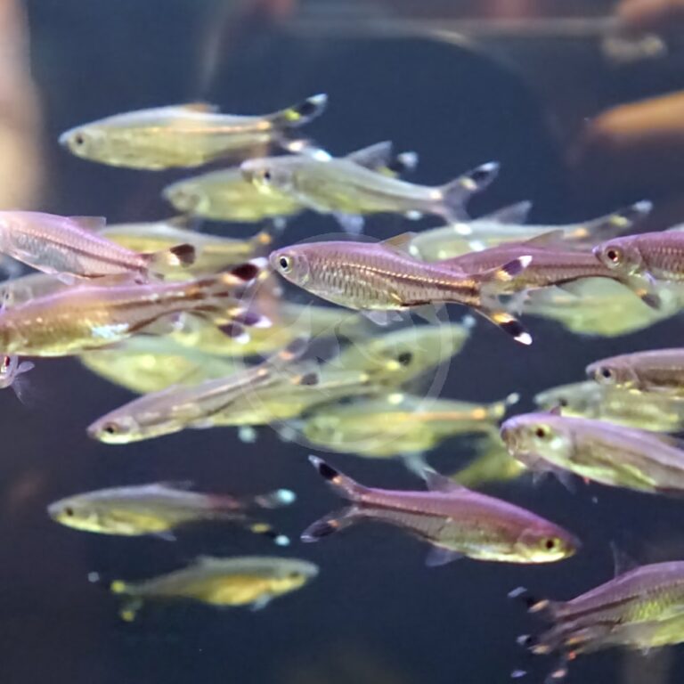 RASBORA - SCISSORTAIL Rasbora trilineata - Aquatics Unlimited