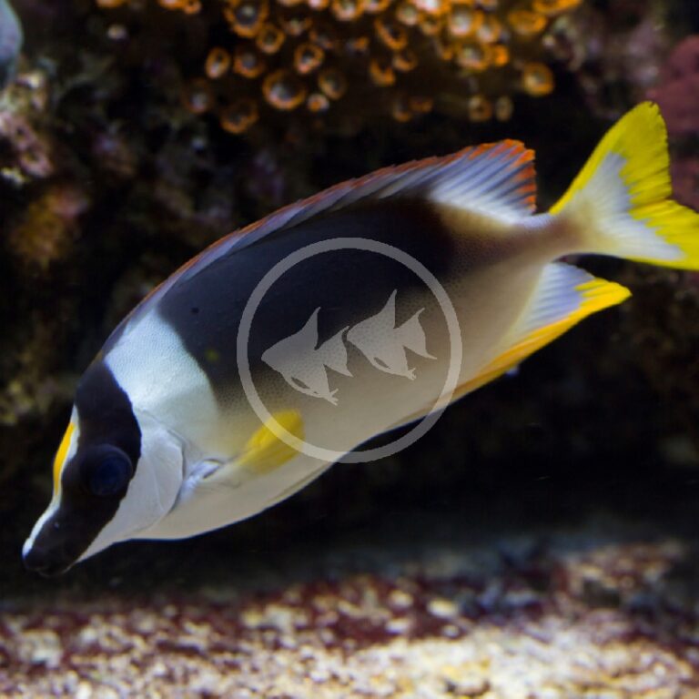 RABBITFISH - MAGNIFICENT FOXFACE Siganus magnificus - Aquatics Unlimited