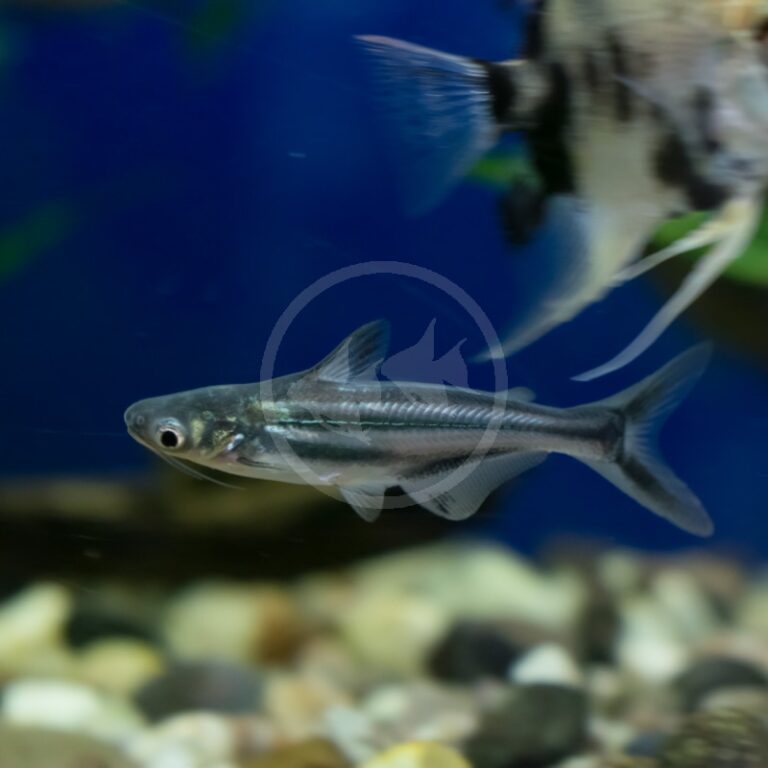SHARK - IRIDESCENT Pangasianodon hypophthalmus - Aquatics Unlimited