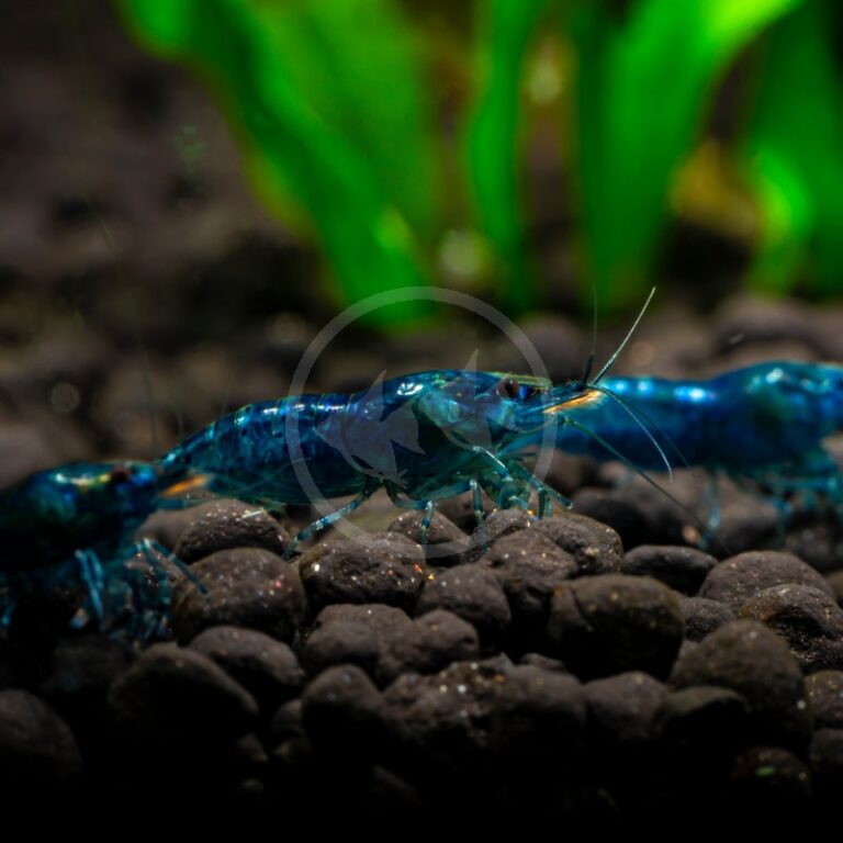 SHRIMP - FW BLUE DREAM Neocaridina davidi var. "Blue" - Aquatics Unlimited