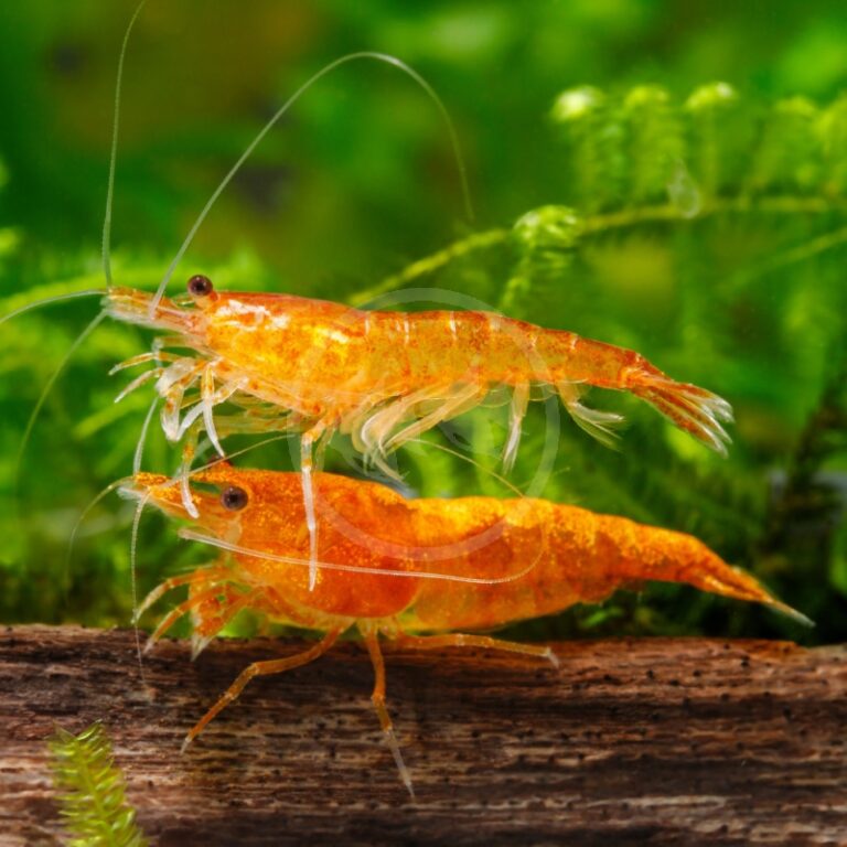 SHRIMP - FW ORANGE SUNKIST Neocaridina davidi var. "Orange" - Aquatics Unlimited