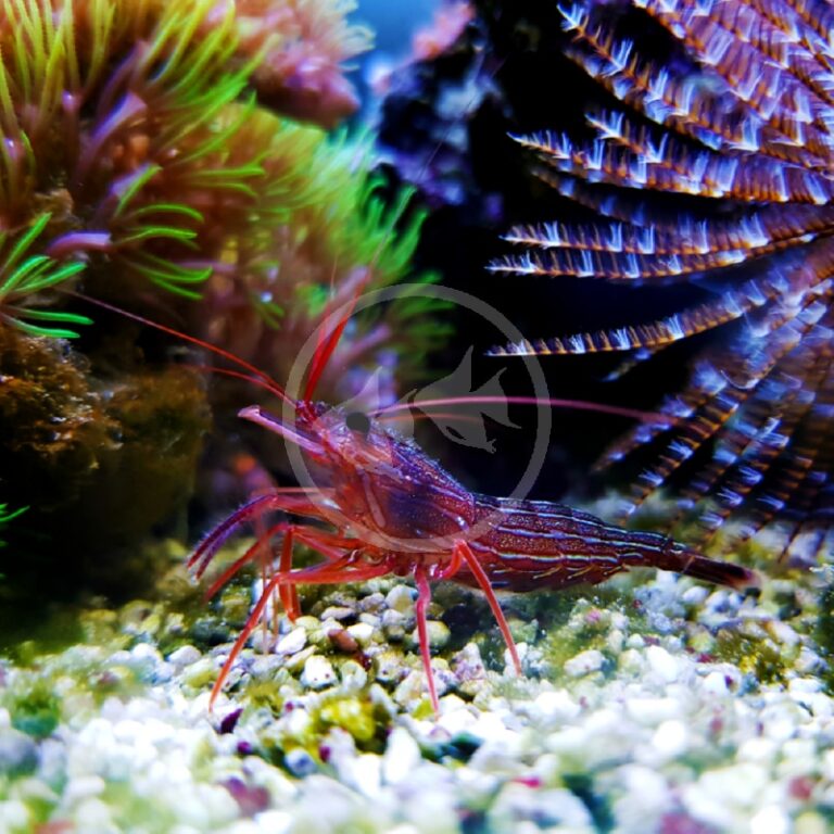 SHRIMP - PEPPERMINT Lysmata wurdemanni complex - Aquatics Unlimited