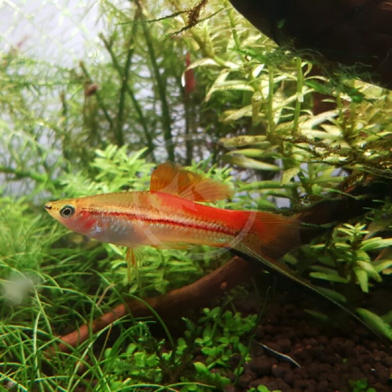 SWORDTAIL - PINEAPPLE Xiphophorous hellerii - Aquatics Unlimited