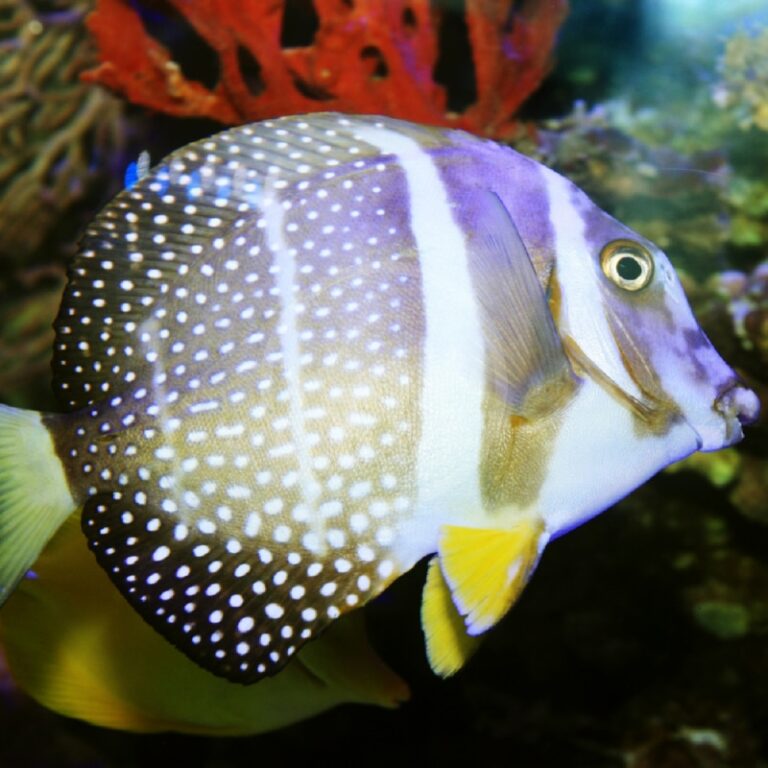TANG - MUSTARD Acanthurus guttatus - Aquatics Unlimited