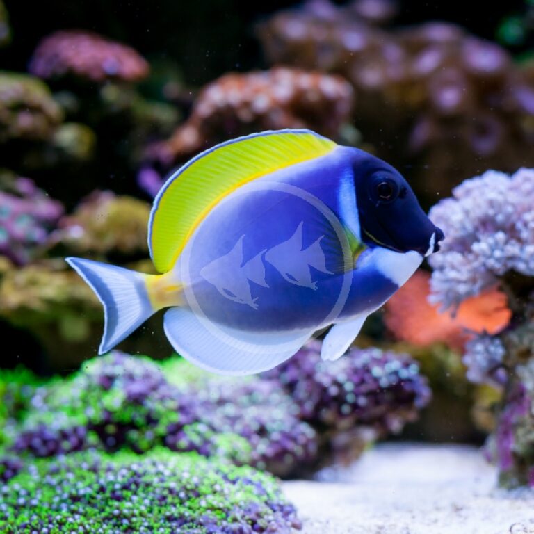 TANG - POWDER BLUE Acanthurus leucosternon - Aquatics Unlimited