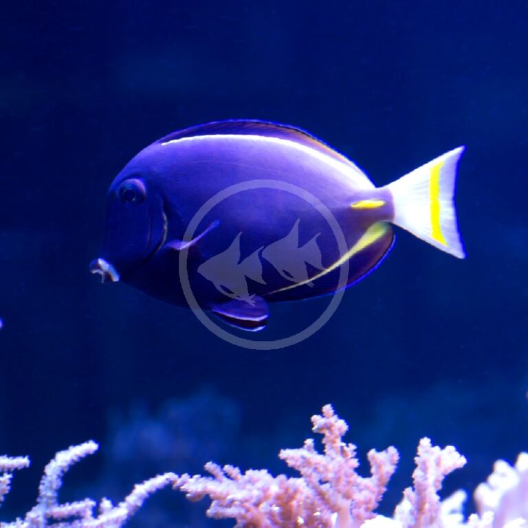 TANG - GOLD RIM / WHITE CHEEK Acanthurus nigricans - Aquatics Unlimited