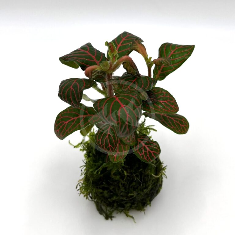 TERRARIUM - FITTONIA ON CLAY MOSS BALL - Fittonia albivenis and Christmas moss - Aquatics Unlimited