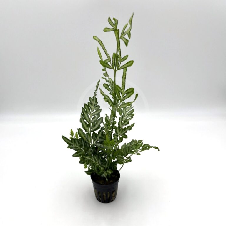 TERRARIUM - SILVER LACE FERN Pteris ensiformis - Aquatics Unlimited