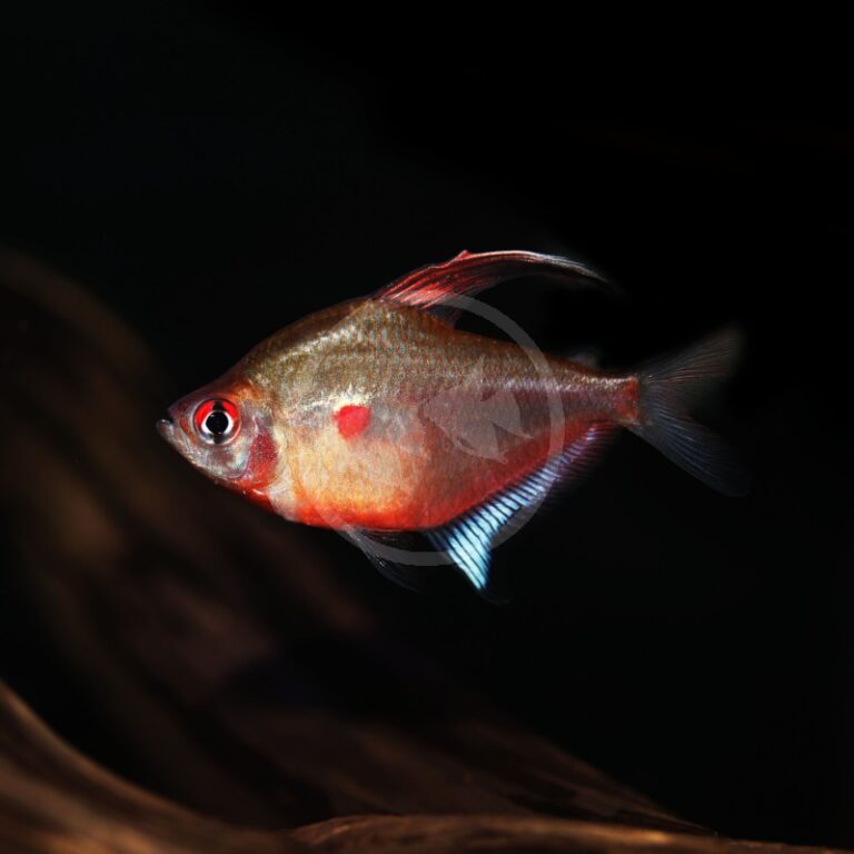TETRA - BLEEDING HEART Hyphessobrycon erythrostigma - Aquatics Unlimited