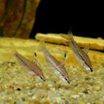 TETRA - HEADSTANDER CHECKERED / SPOTTED Chilodus punctatus - Aquatics ...