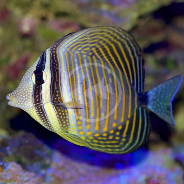 TANG - YELLOW Zebrasoma flavescens - Aquatics Unlimited