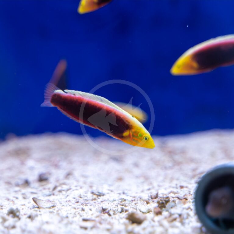 WRASSE - RADIANT Halichoeres iridis - Aquatics Unlimited