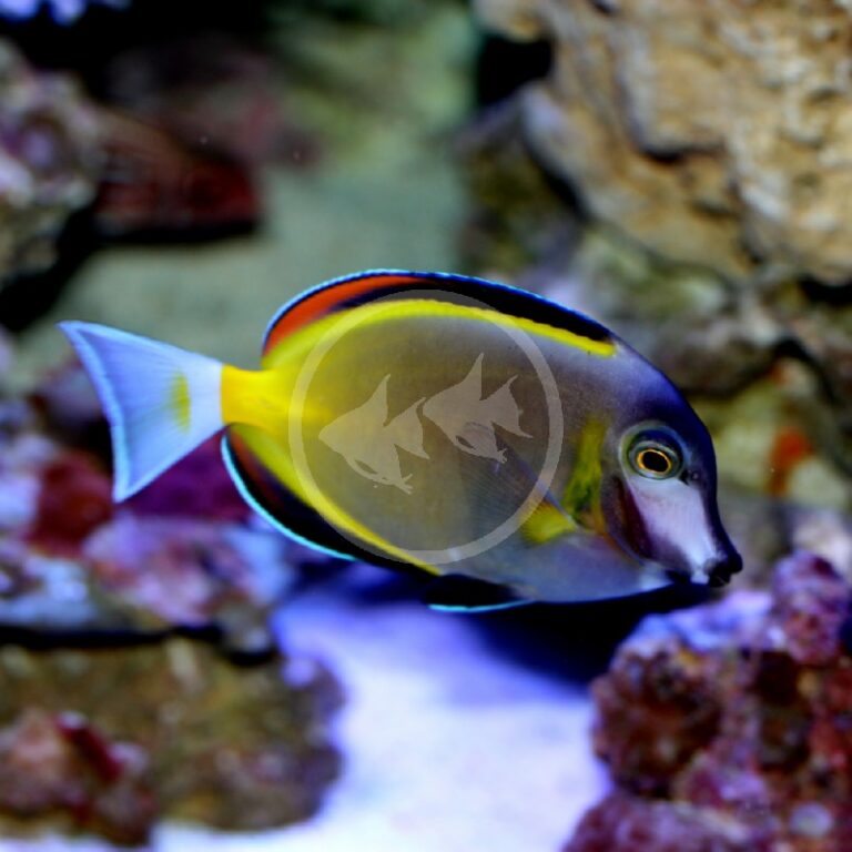 TANG - POWDER BROWN Acanthurus japonicus - Aquatics Unlimited