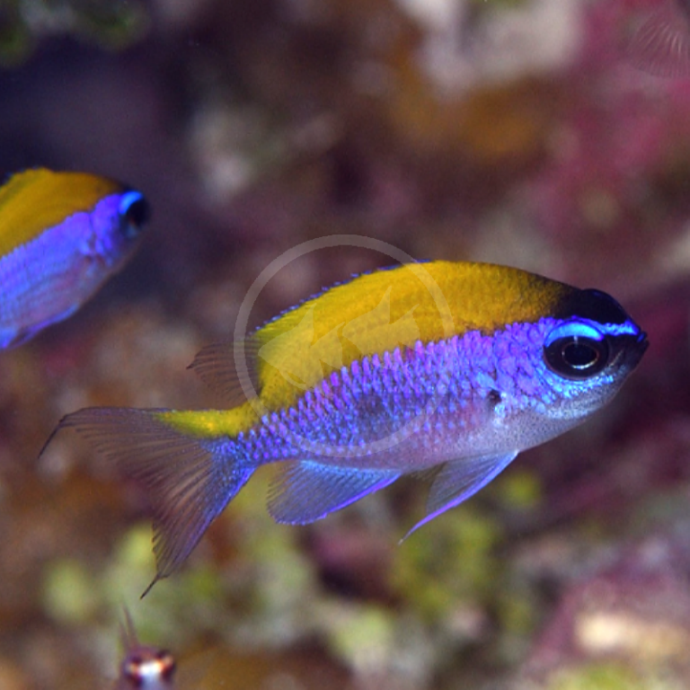 CHROMIS - SUNSHINE Chromis insolata - Aquatics Unlimited