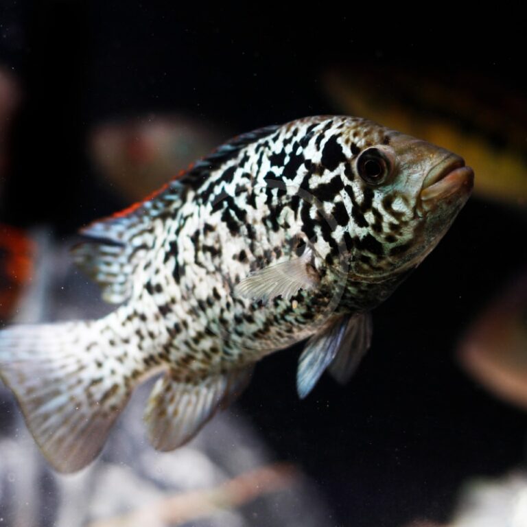 CICHLID - TETRACANTHUS / CUBAN Nandopsis tetracanthus - Aquatics Unlimited