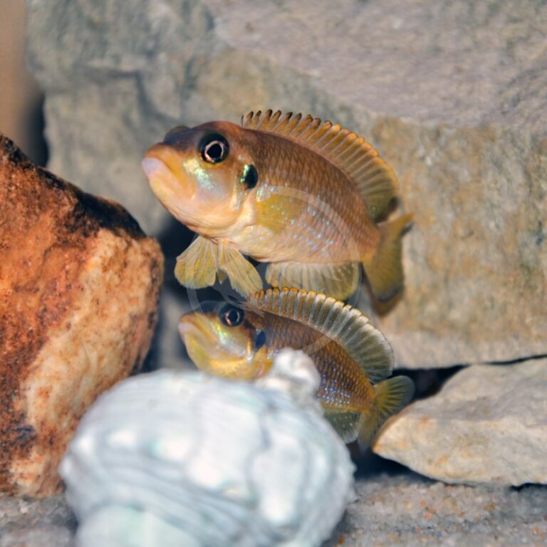CICHLID - SHELL DWELLER OCELLATUS Lamprologus ocellatus - Aquatics ...