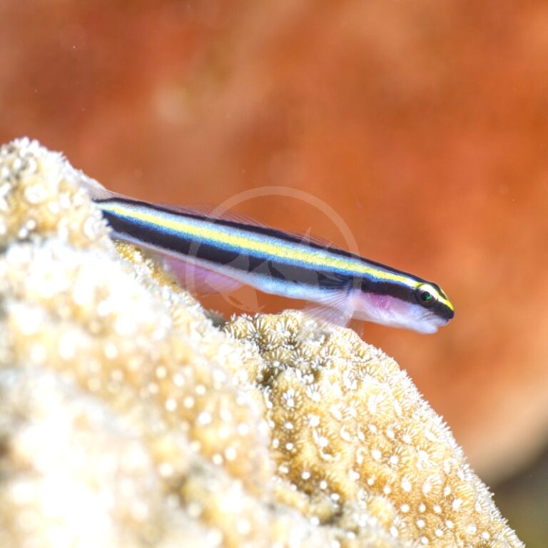 GOBY - NEON YELLOW BARSNOUT Elacatinus illecebrosus - Aquatics Unlimited