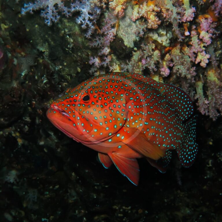 GROUPER - MINIATUS Cephalopholis miniata - Aquatics Unlimited