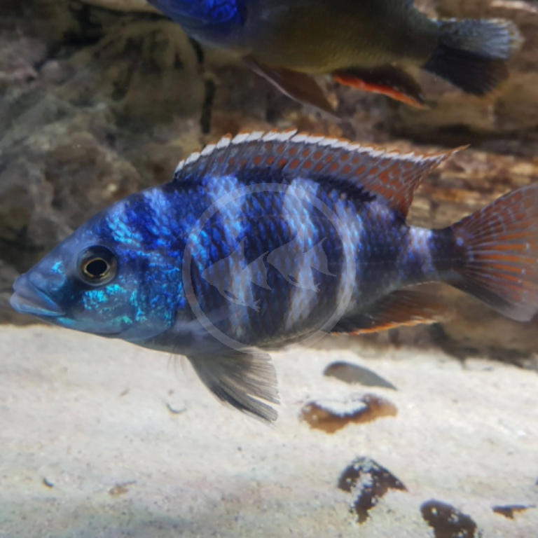 CICHLID - HAP SUPER VC 10 Placidochromis milomo - Aquatics Unlimited