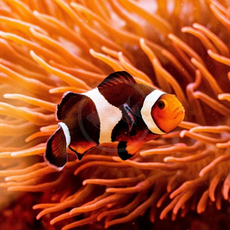 CLOWN - MOCHA AQUACULTURED Amphiprion ocellaris - Aquatics Unlimited