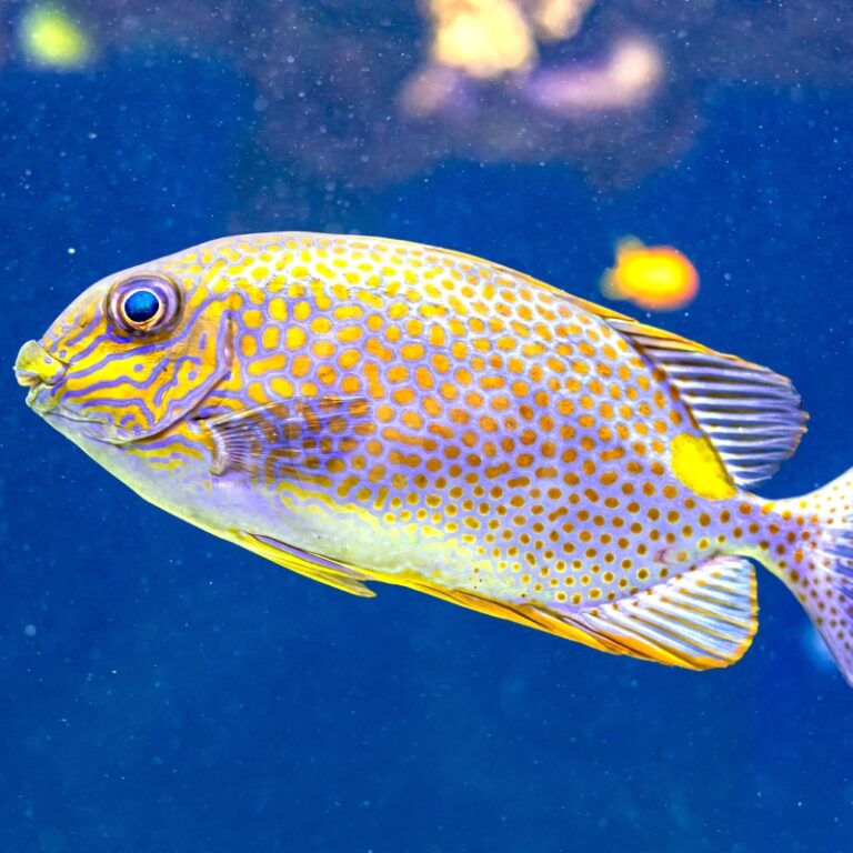 RABBITFISH - ORANGE SPOTTED Siganus guttatus - Aquatics Unlimited