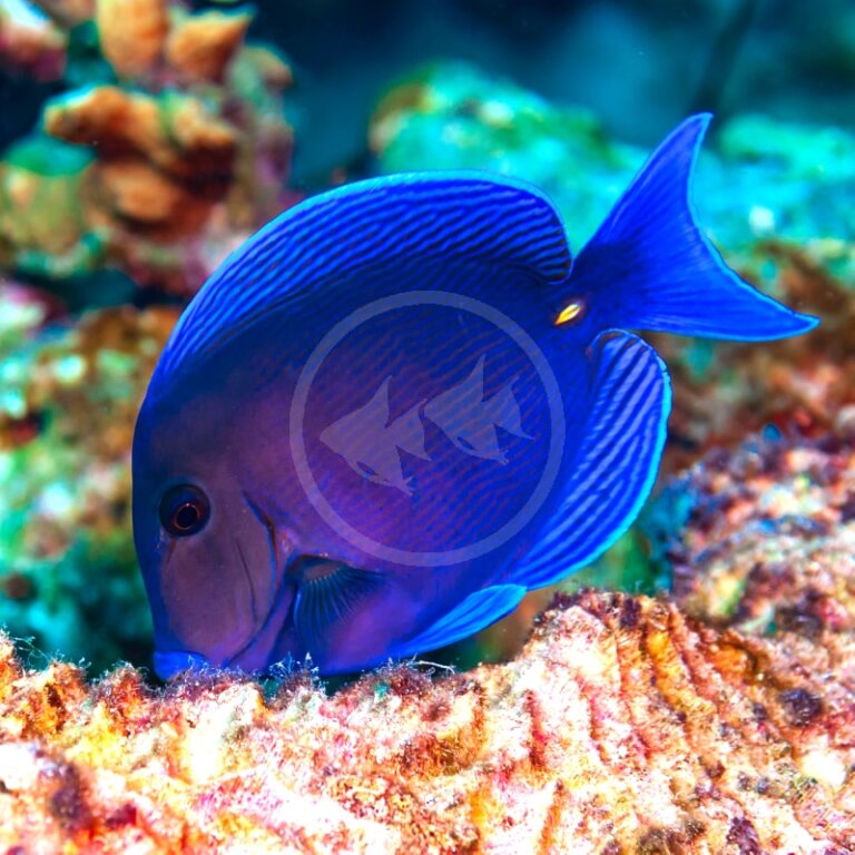 TANG - ATLANTIC BLUE Acanthurus coeruleus - Aquatics Unlimited