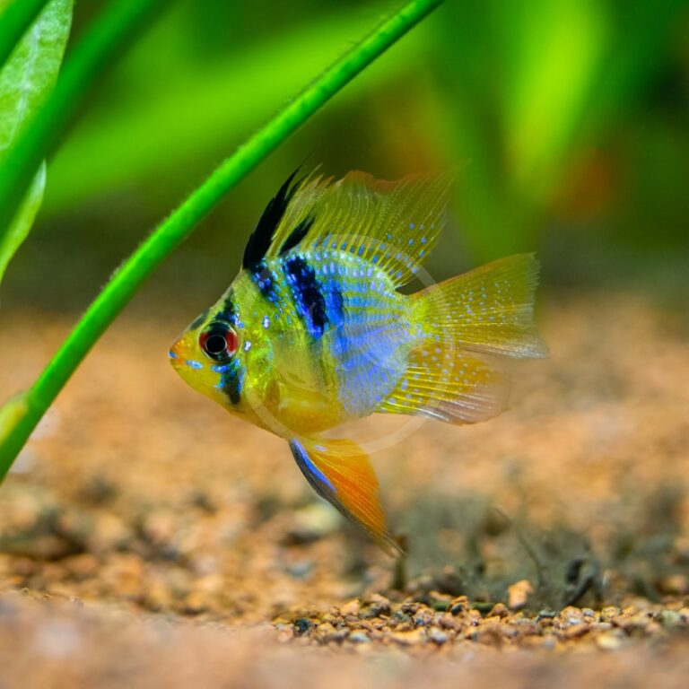 CICHLID - RAM GERMAN BLACK Mikrogeophagus ramirezi - Aquatics Unlimited