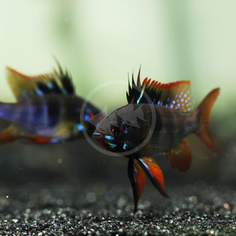 CICHLID - RAM GERMAN BLACK Mikrogeophagus ramirezi - Aquatics Unlimited