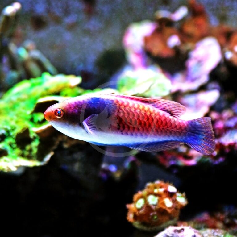 WRASSE - FAIRY GOLDEN RHOMBOID Cirrhilabrus rhomboidalis - Aquatics ...