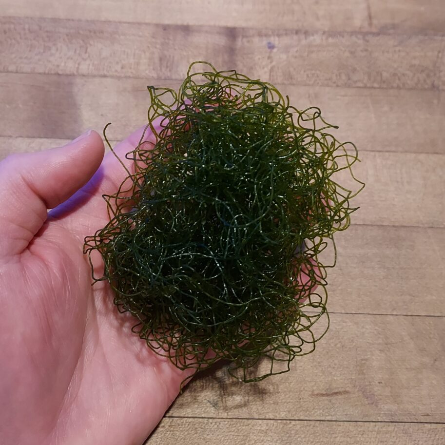 MACROALGAE - CHAETO Chaetomorpha linum - Aquatics Unlimited