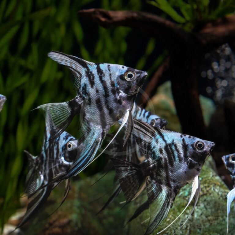 ANGELFISH - FW BLUE MARBLE Pterophyllum scalare - Aquatics Unlimited