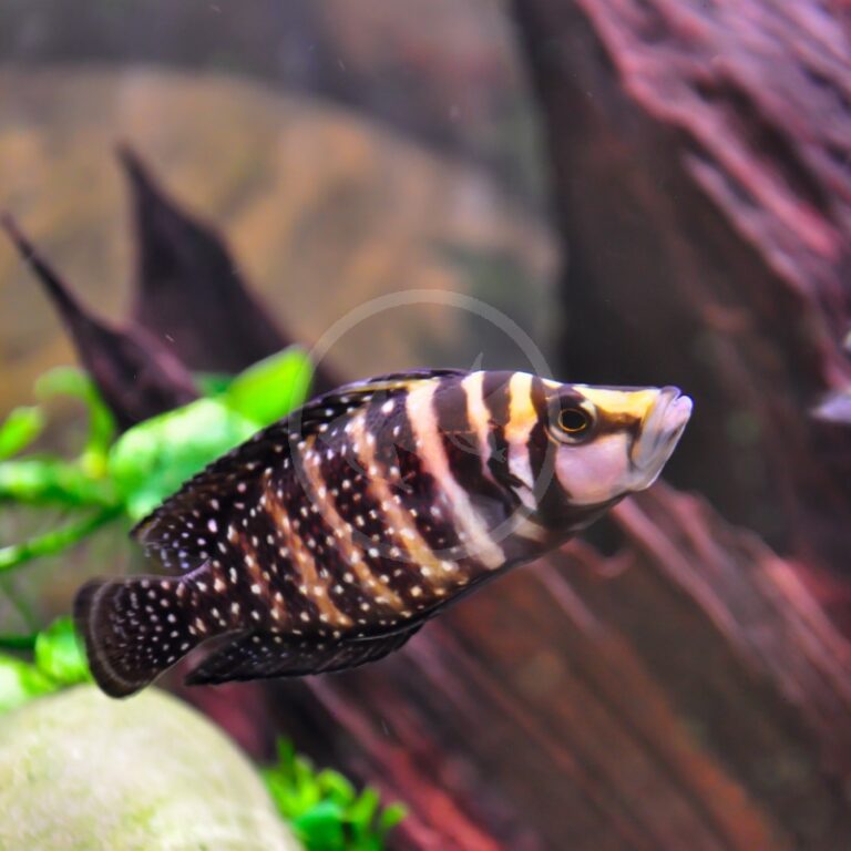 CICHLID - CALVUS INK FIN Altolamprologus calvus - Aquatics Unlimited