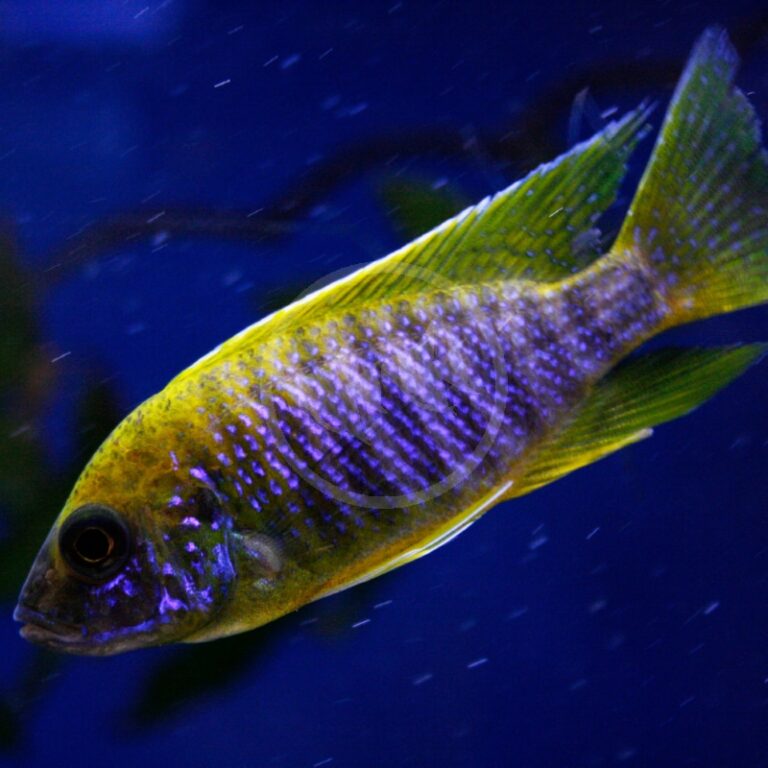 CICHLID - PEACOCK LEMON JAKE Aulonocara jacobfreibergi - Aquatics Unlimited