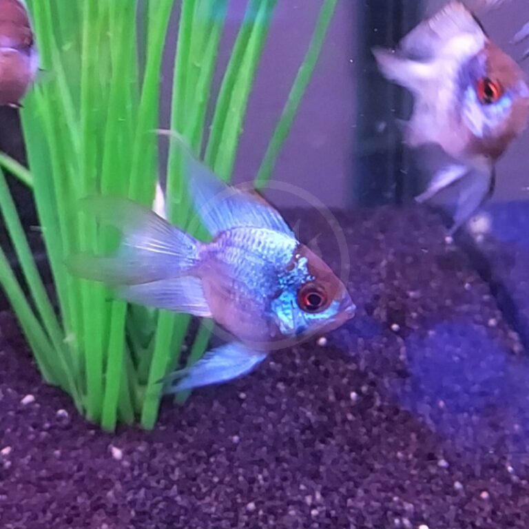 CICHLID - RAM BALLOON LONGFIN ELECTRIC BLUE Mikrogeophagus ramirezi ...